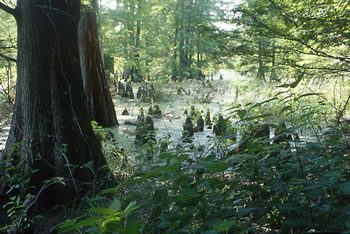 Little River National Wildlife Refuge: Swamp/Marsh Site